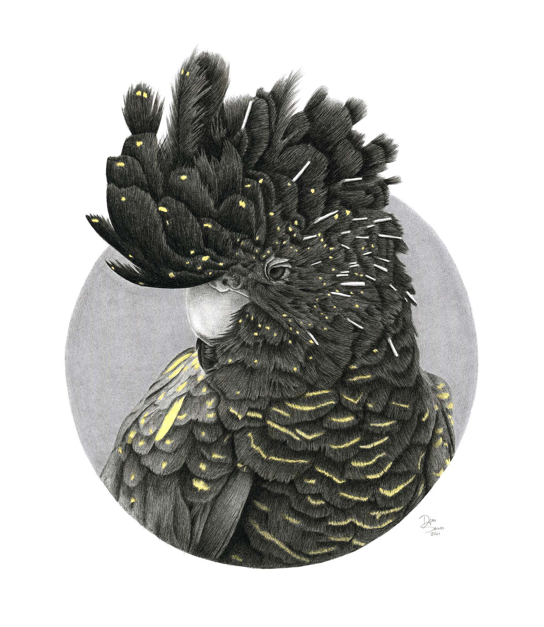 Black Cockatoo | Dean Spinks Art