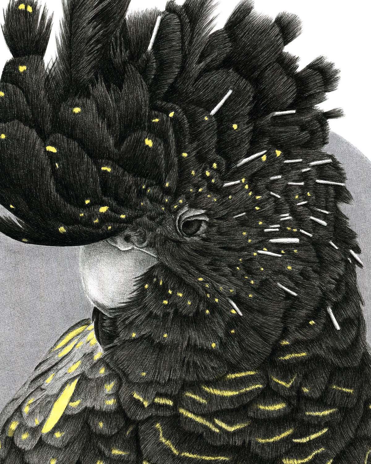 Black Cockatoo | Print – Dean Spinks Art