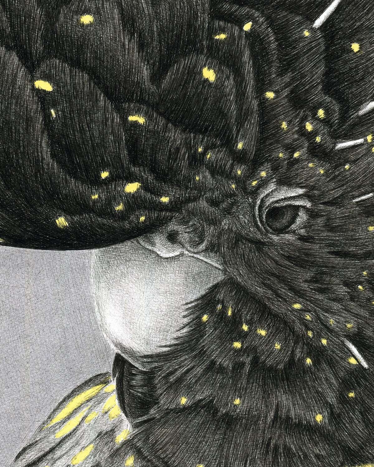Black Cockatoo | Dean Spinks Art