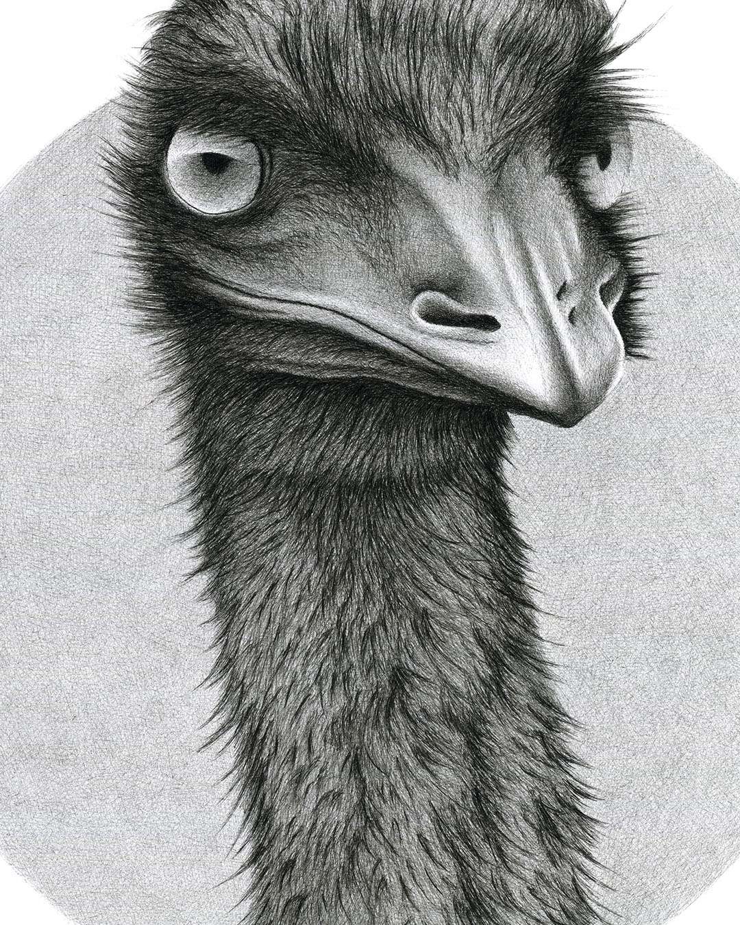 Emu | Print | Dean Spinks Art