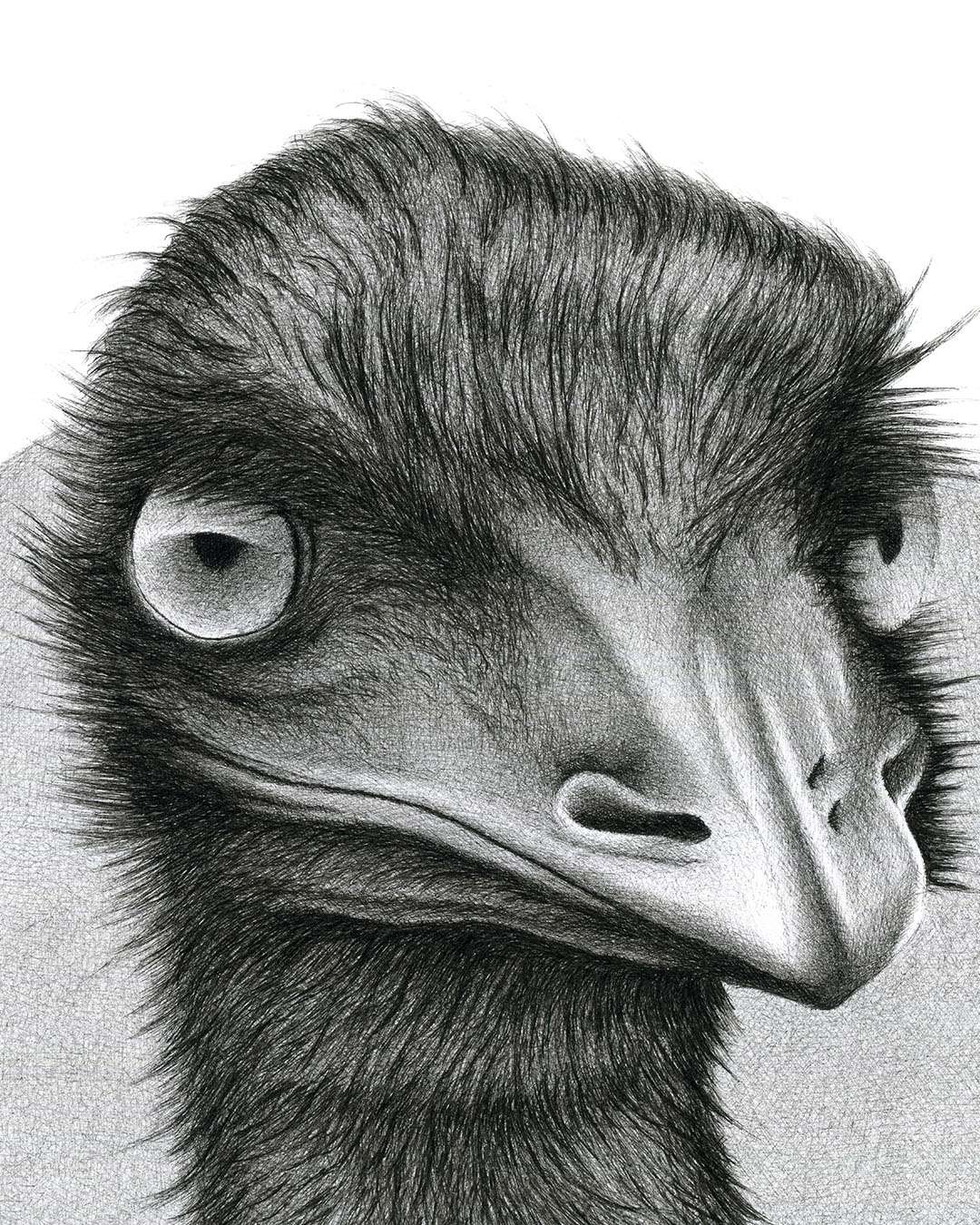 Emu | Print | Dean Spinks Art