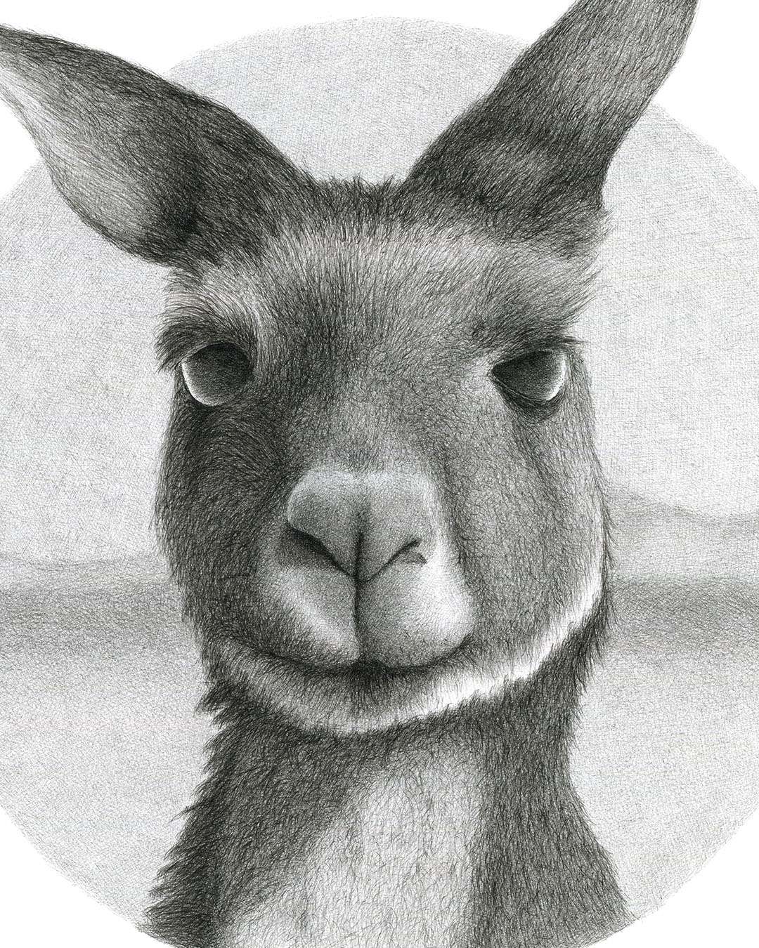 Kangaroo | Print | Dean Spinks Art