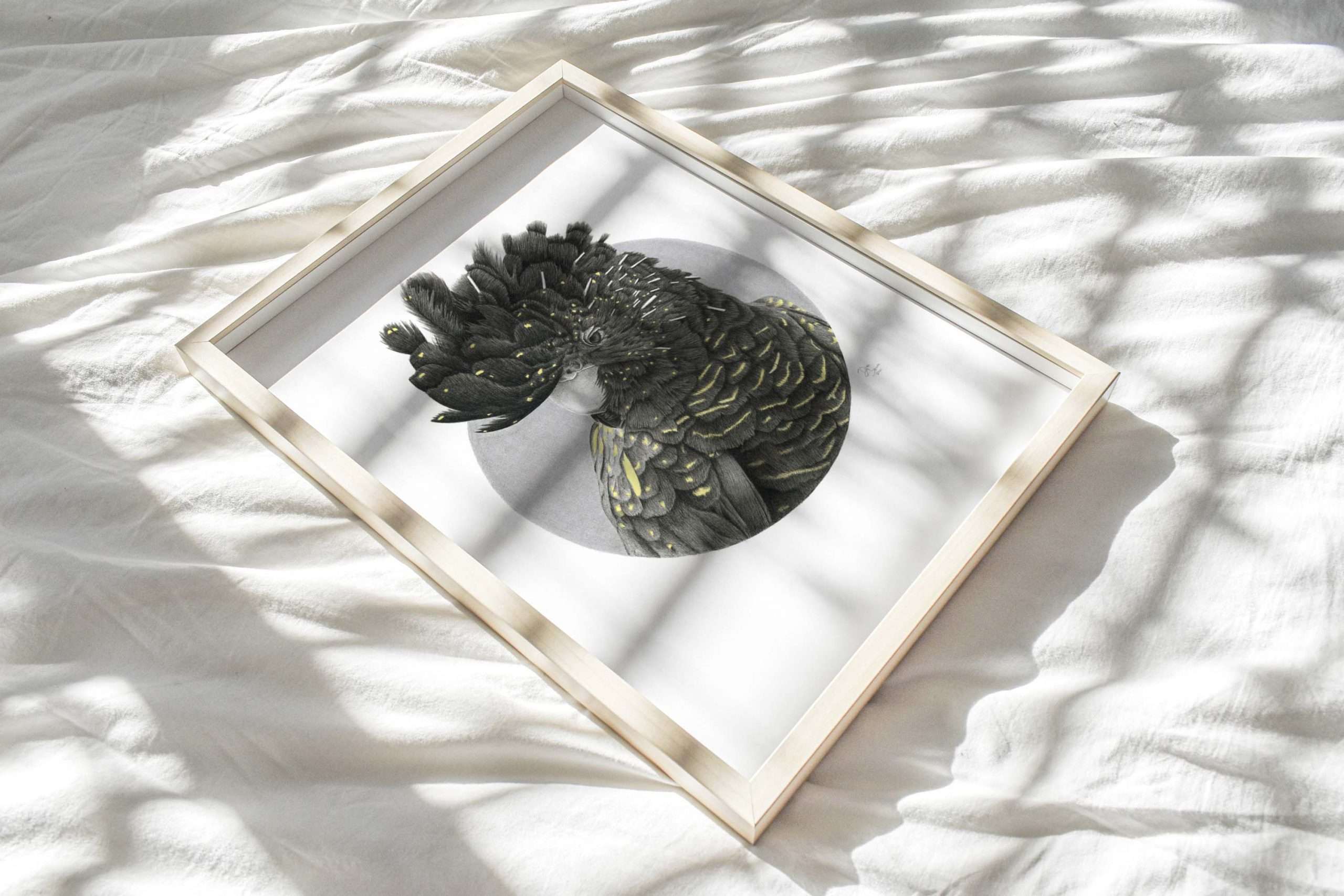 Black Cockatoo | Print | Dean Spinks Art