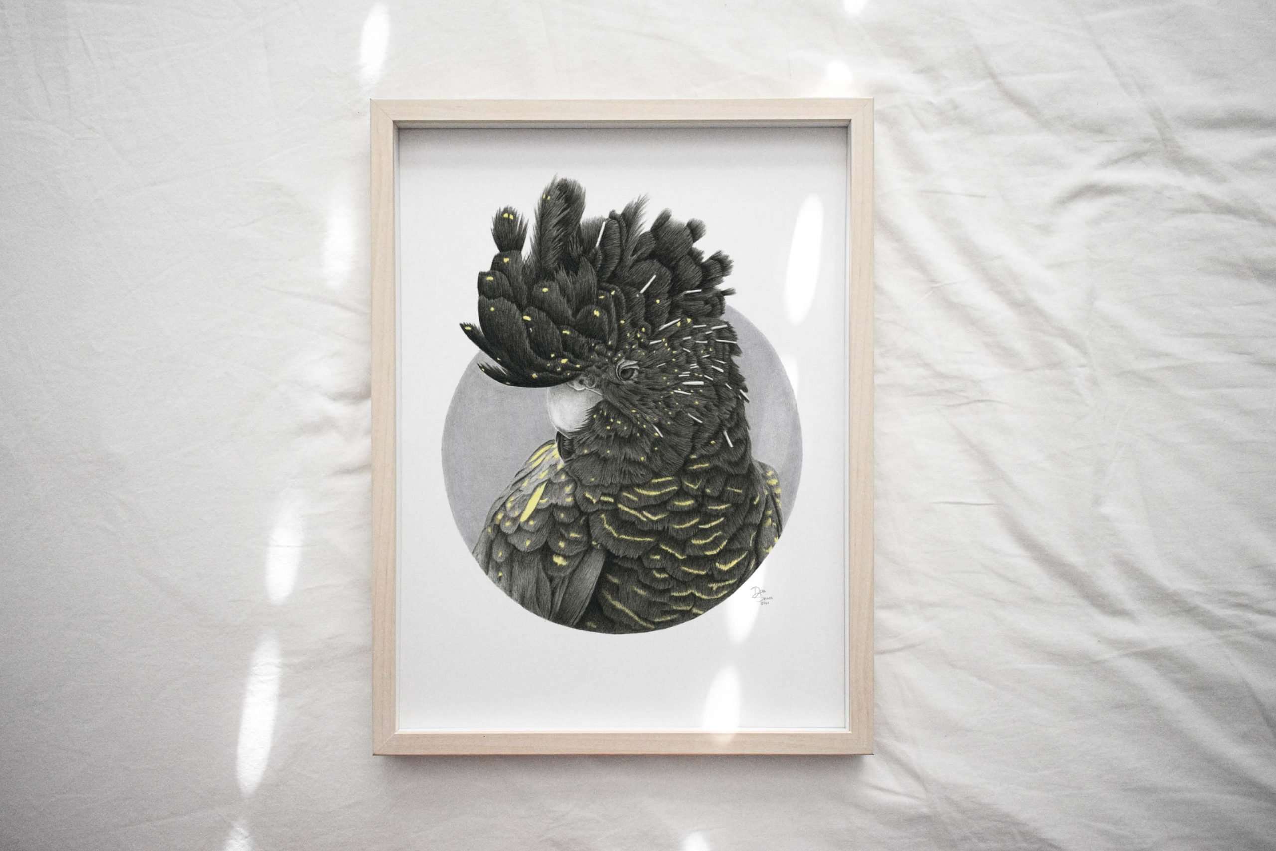 Black Cockatoo | Dean Spinks Art