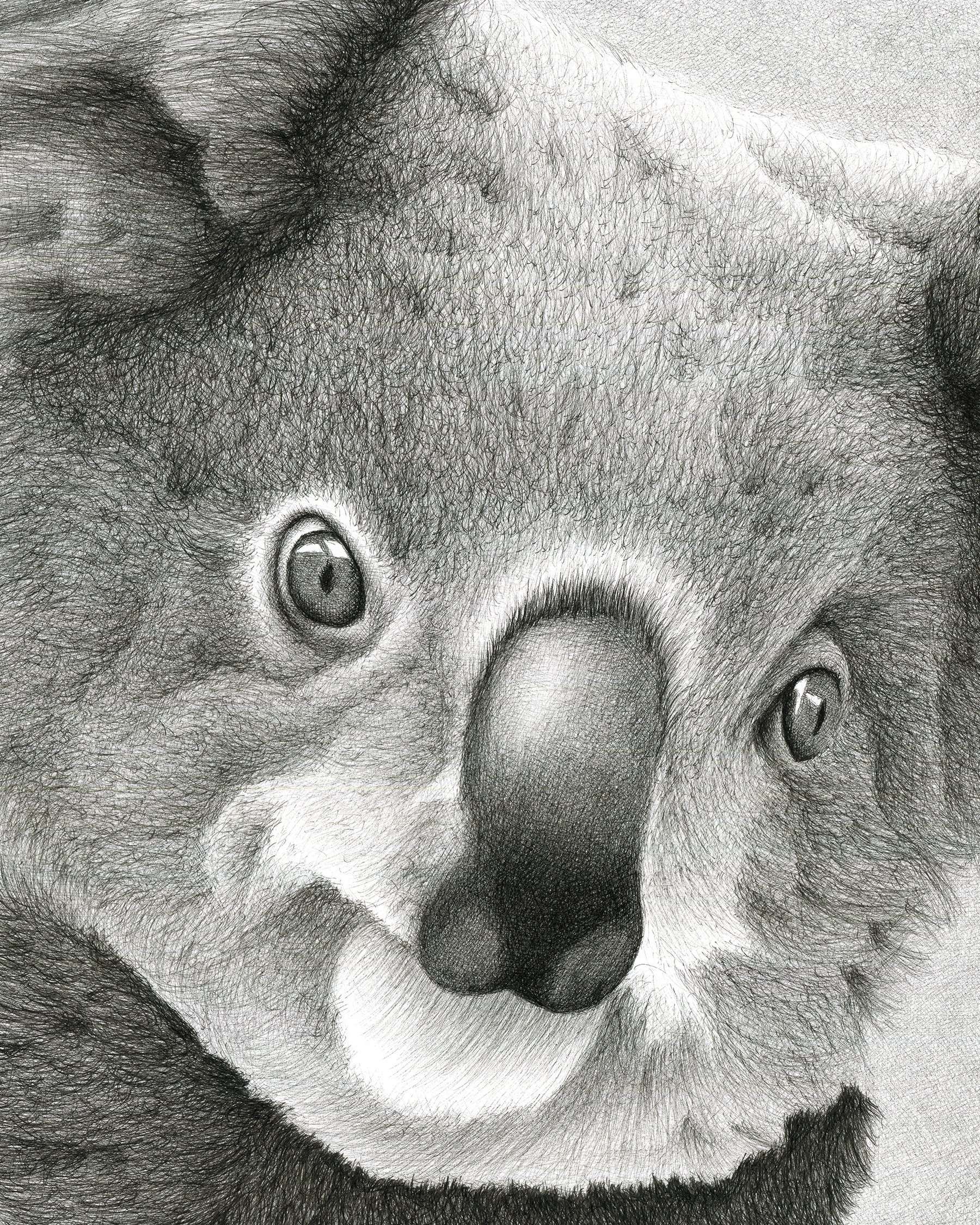 Koala | Original Artwork | Dean Spinks Art