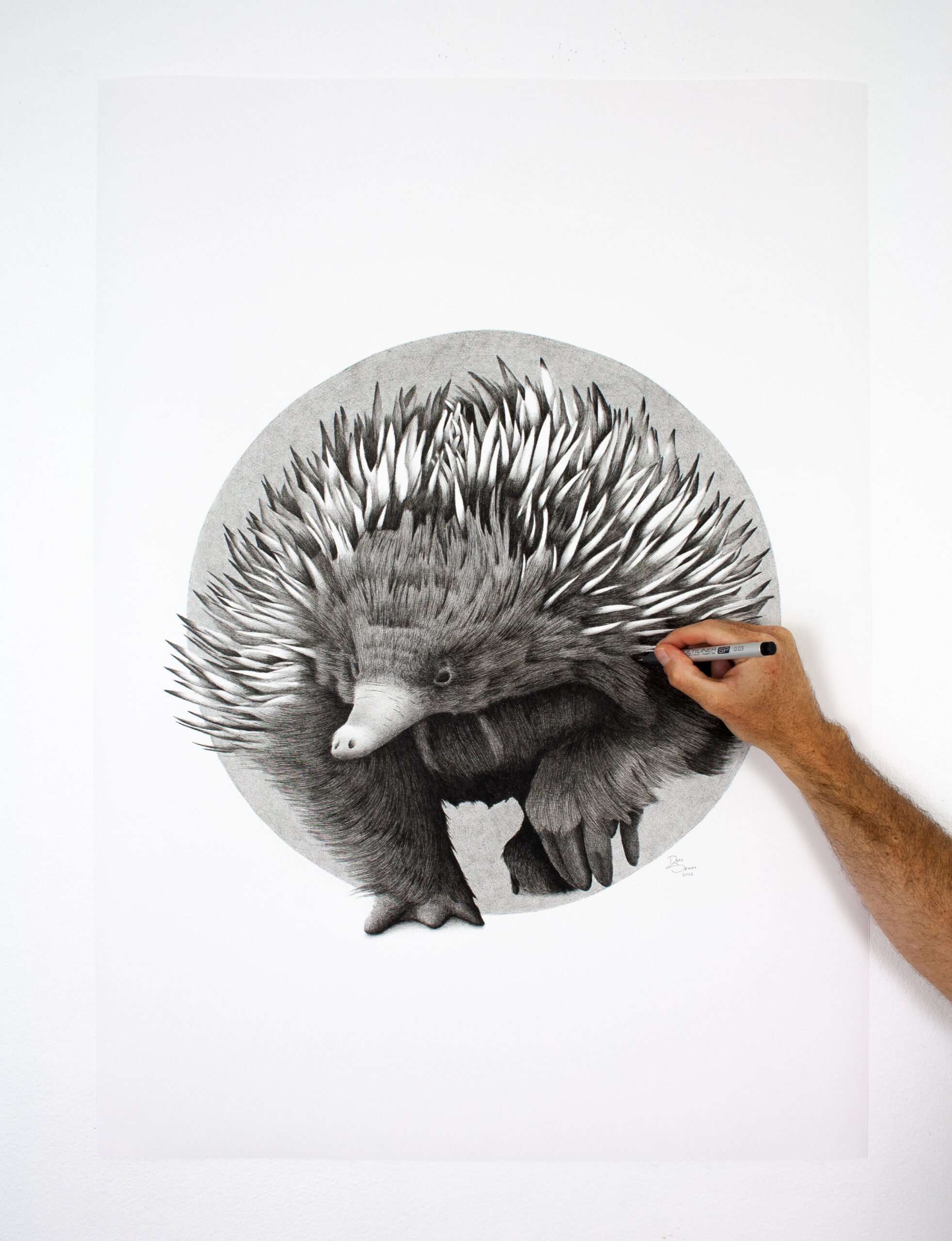 Echidna | Print – Dean Spinks Art