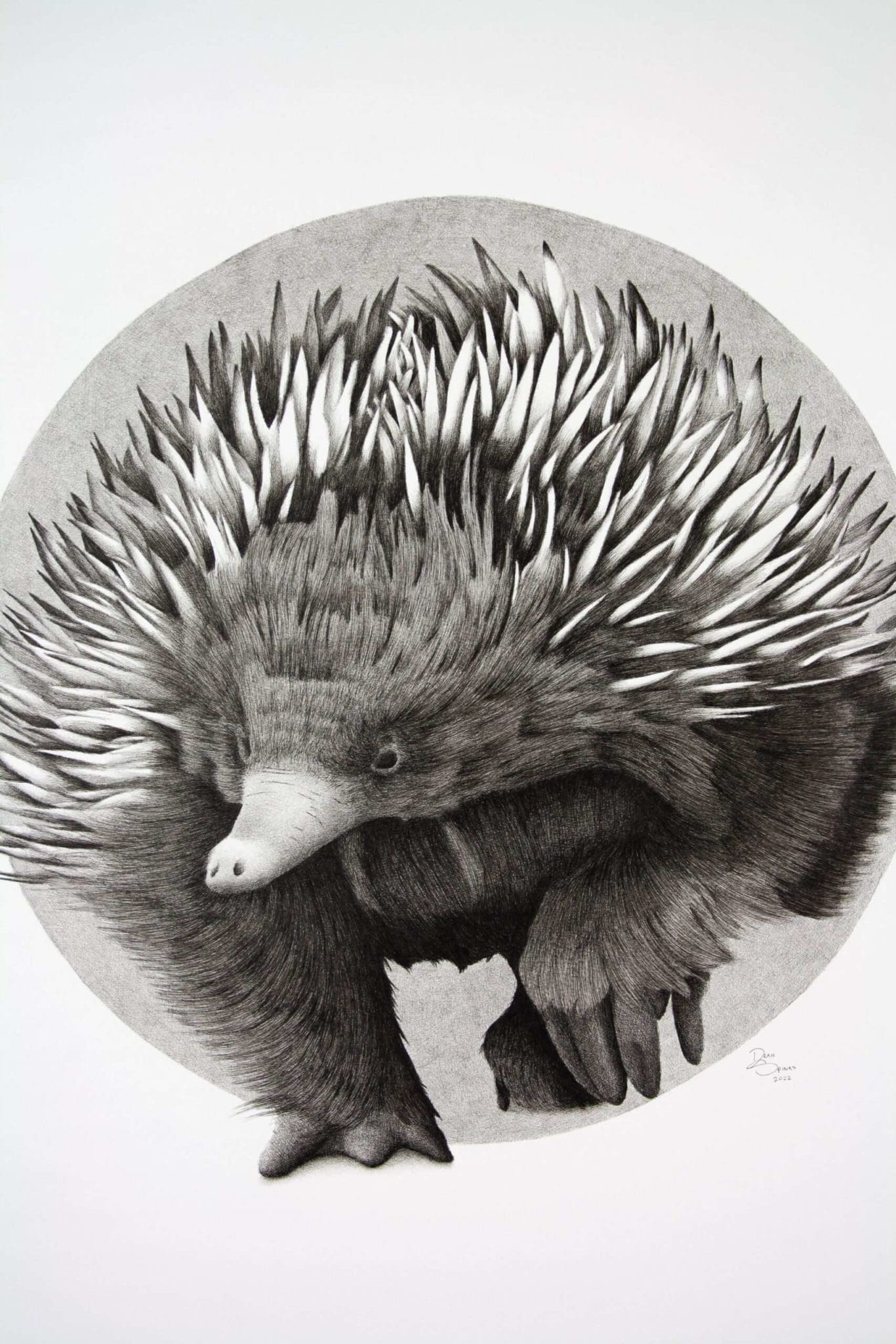 Echidna | Print – Dean Spinks Art