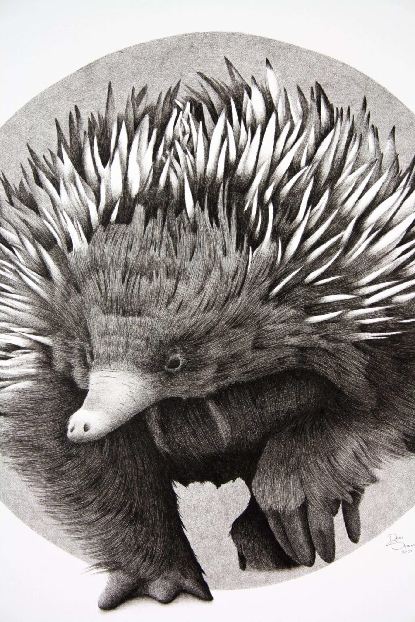 Echidna | Print – Dean Spinks Art