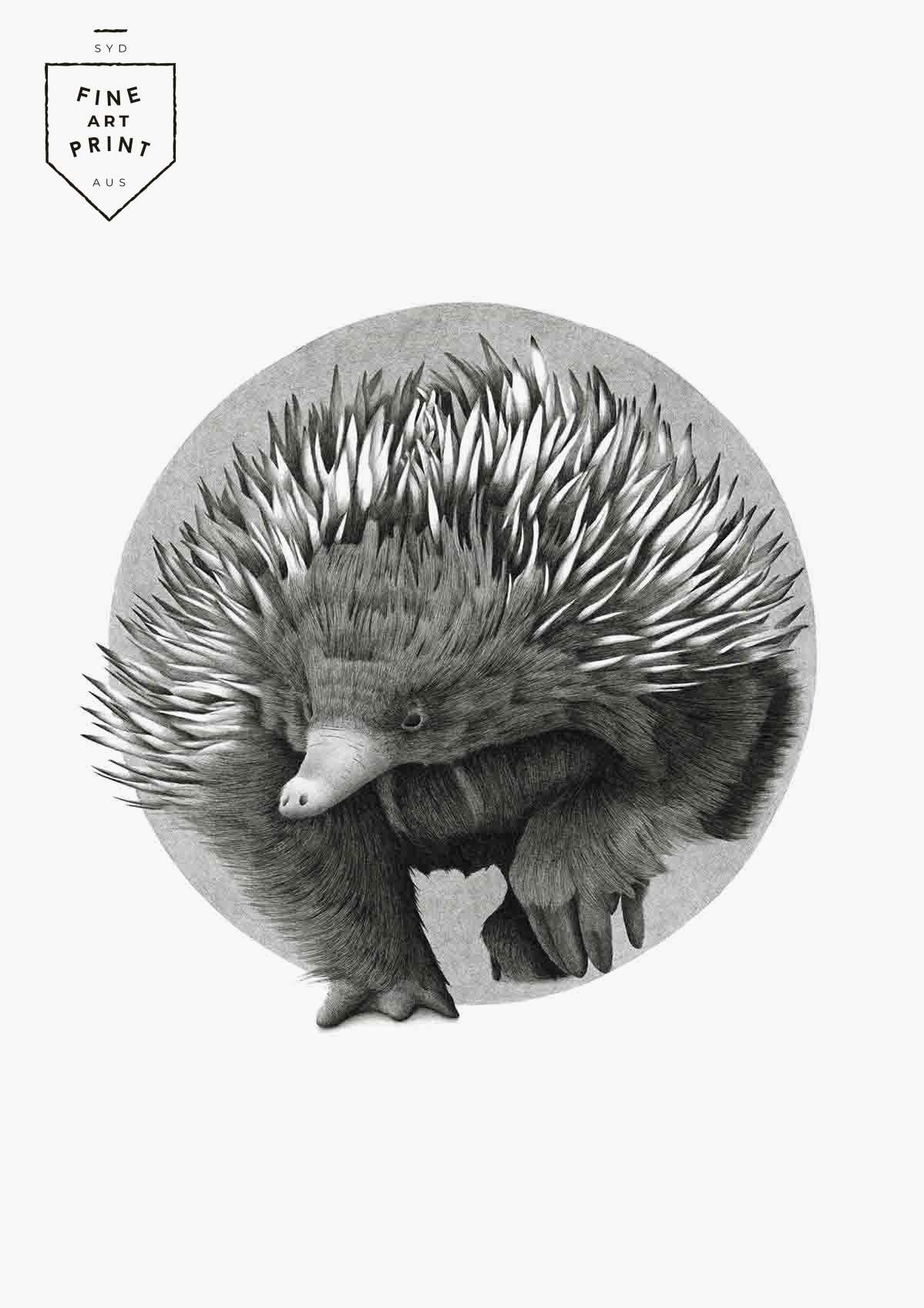 Echidna | Print – Dean Spinks Art