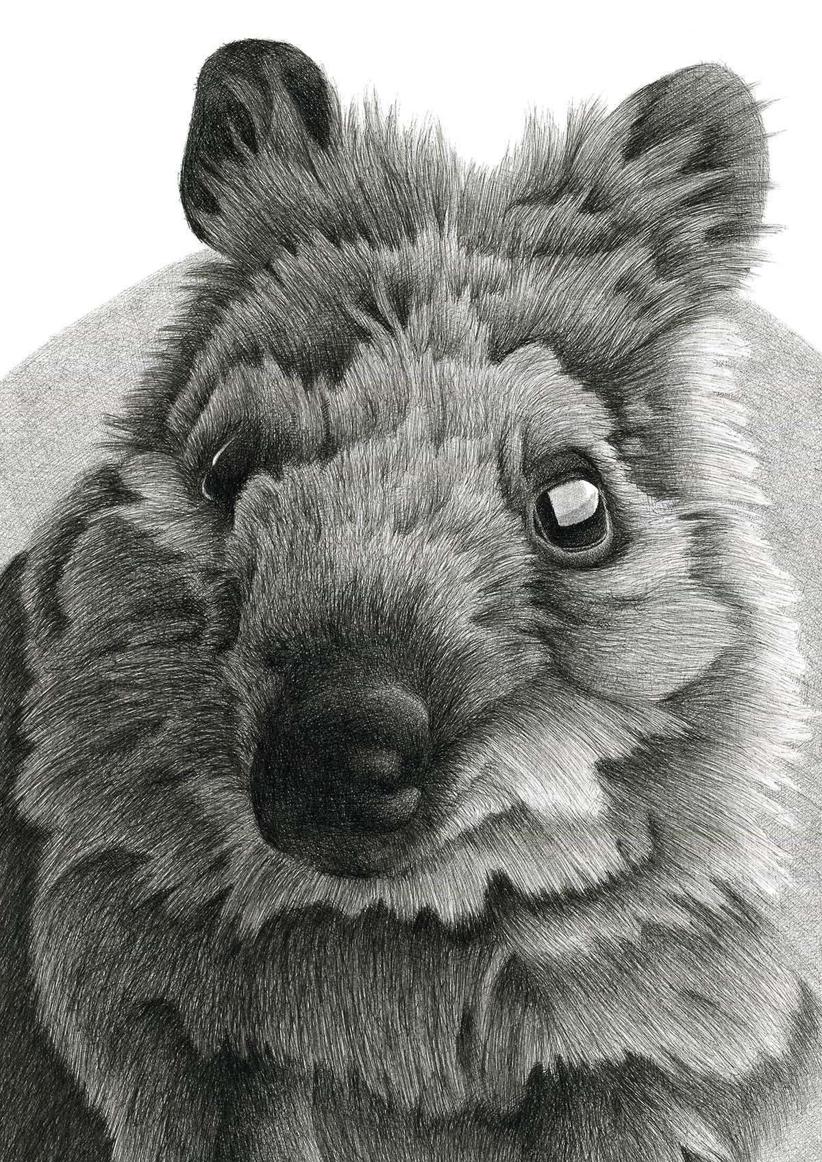 Quokka | Original Artwork | Dean Spinks Art