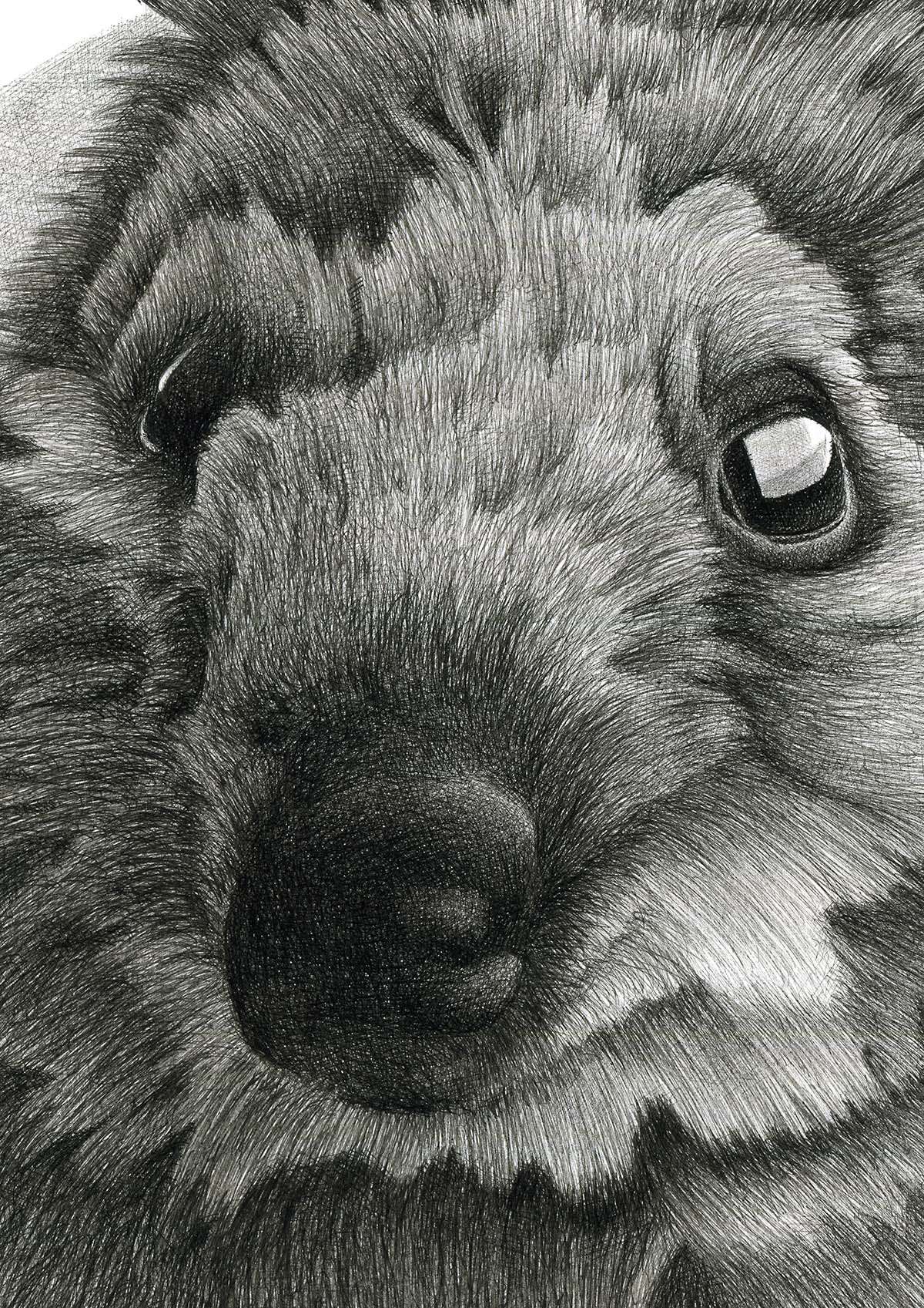 Quokka | Print – Dean Spinks Art