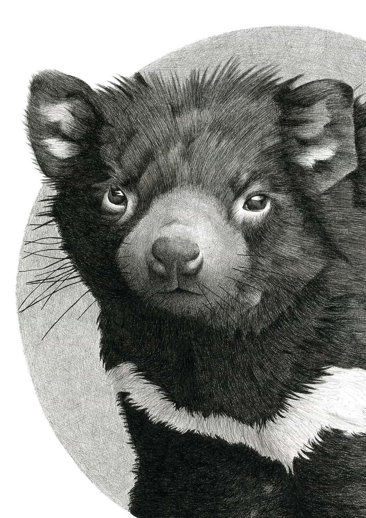 Tasmanian Devil | Original Artwork | Dean Spinks Art