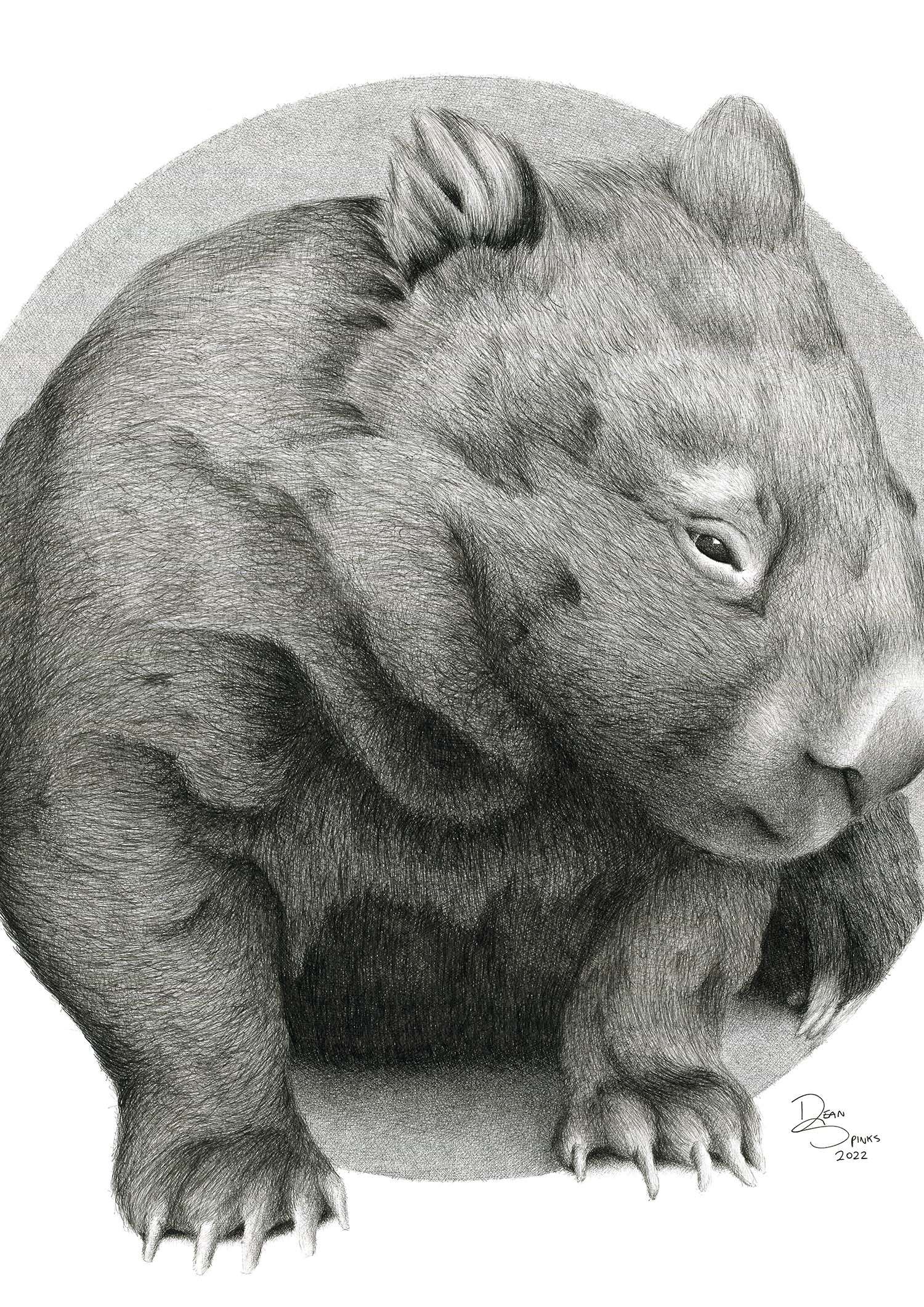 Wombat | Print – Dean Spinks Art