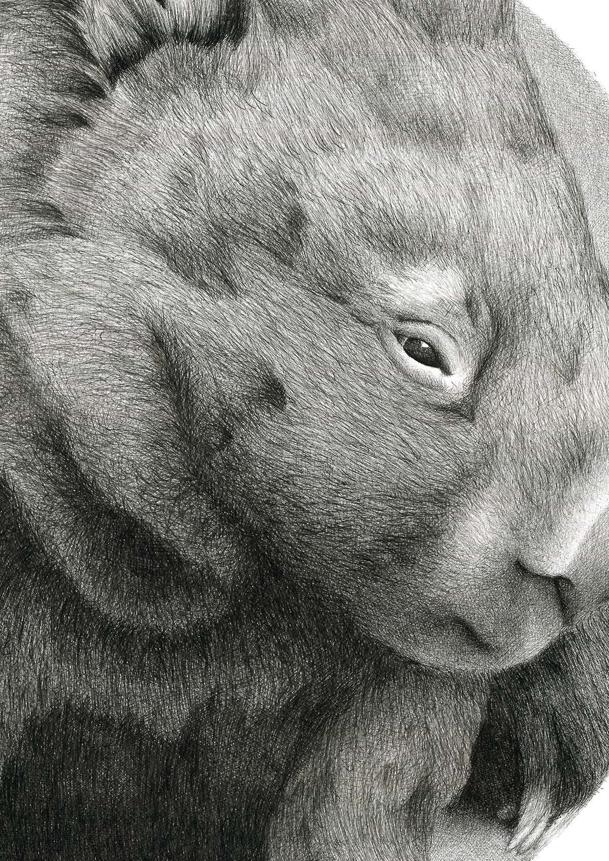 Wombat | Print – Dean Spinks Art
